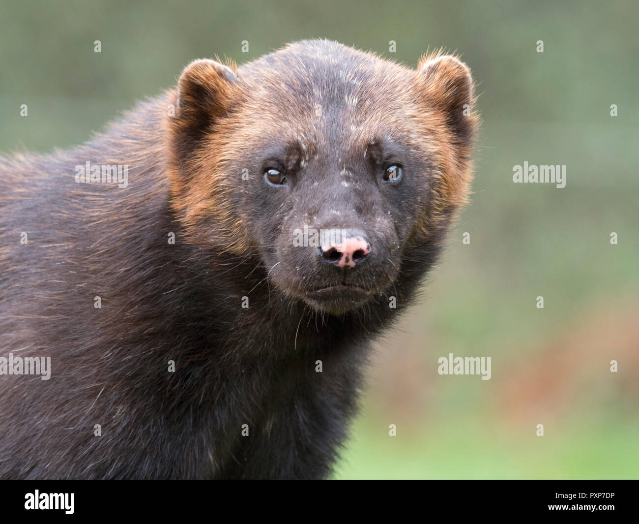 Skunk teeth hi-res stock photography and images - Alamy