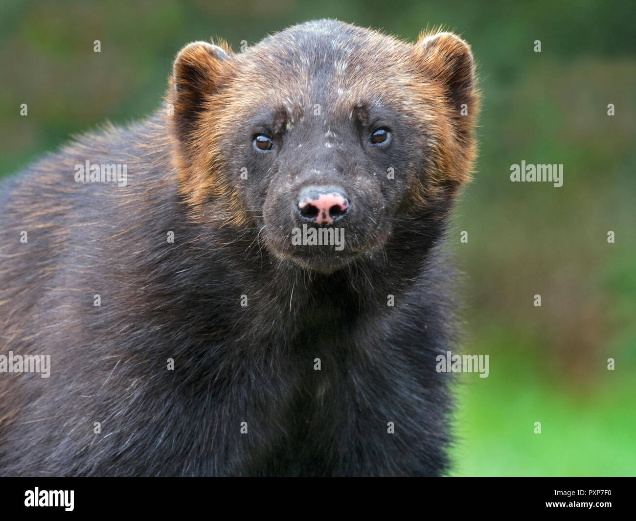 Wolverine Gulo gulo Captive Stock Photo - Alamy