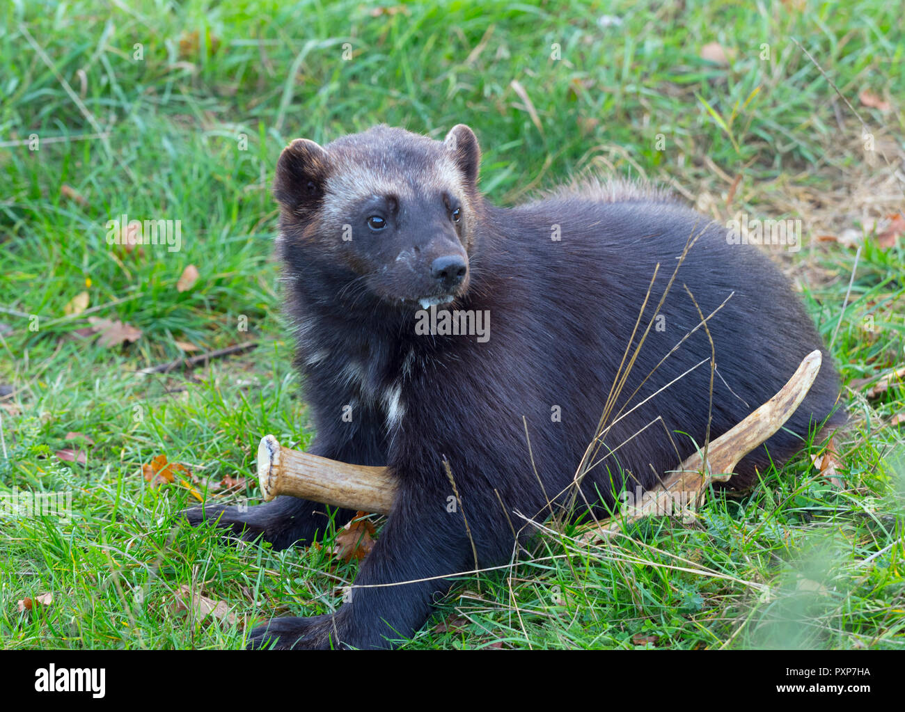 Wolverine Gulo gulo Captive Stock Photo - Alamy
