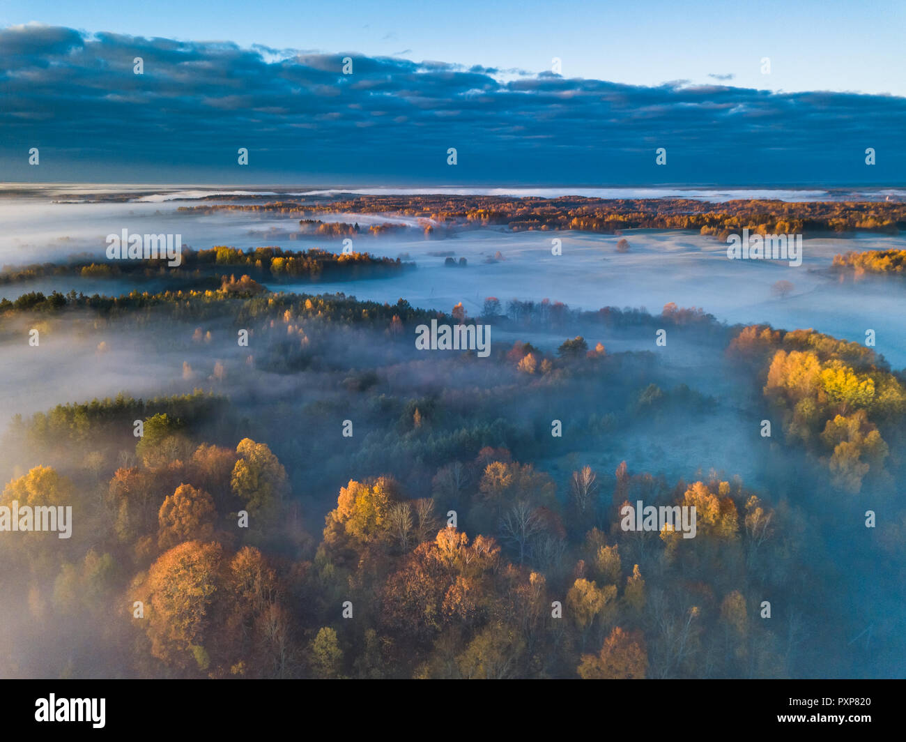 Epic natural forest trees aerial hi-res stock photography and images ...