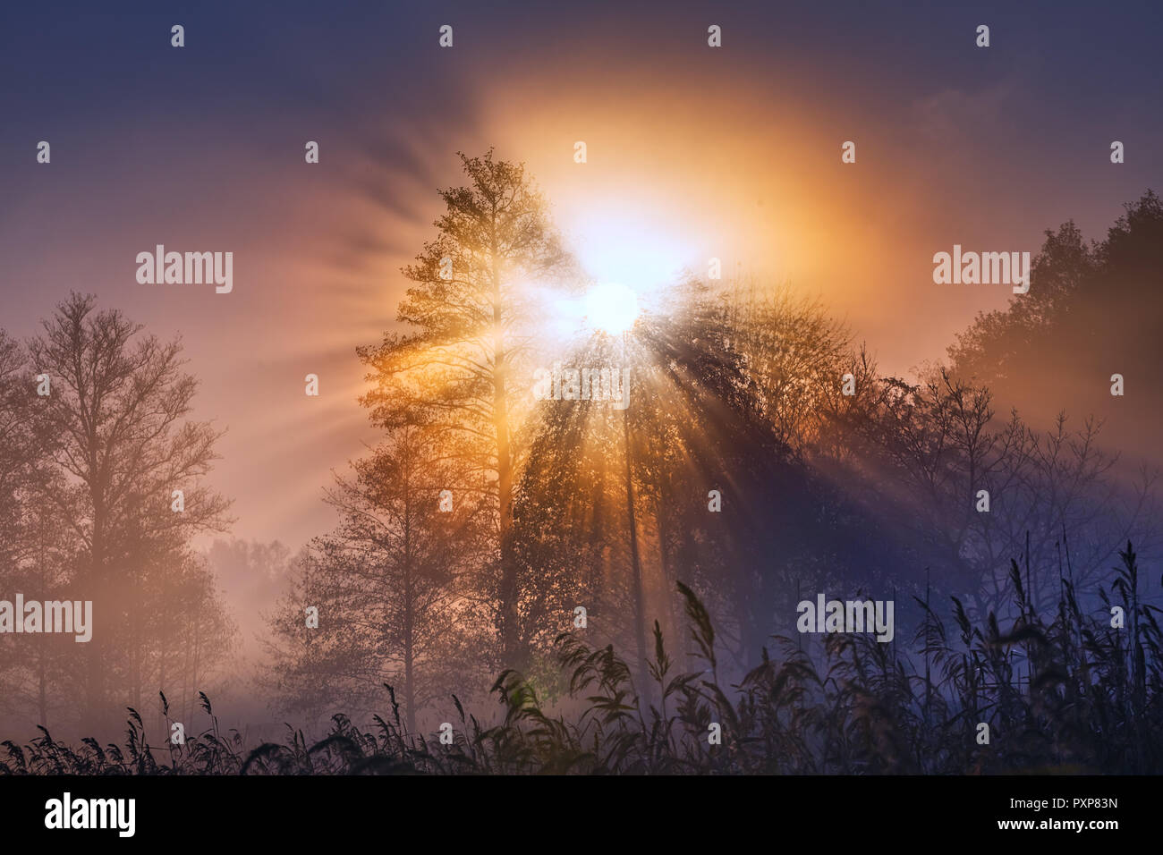 Early morning mist in forest landscape hi-res stock photography and ...