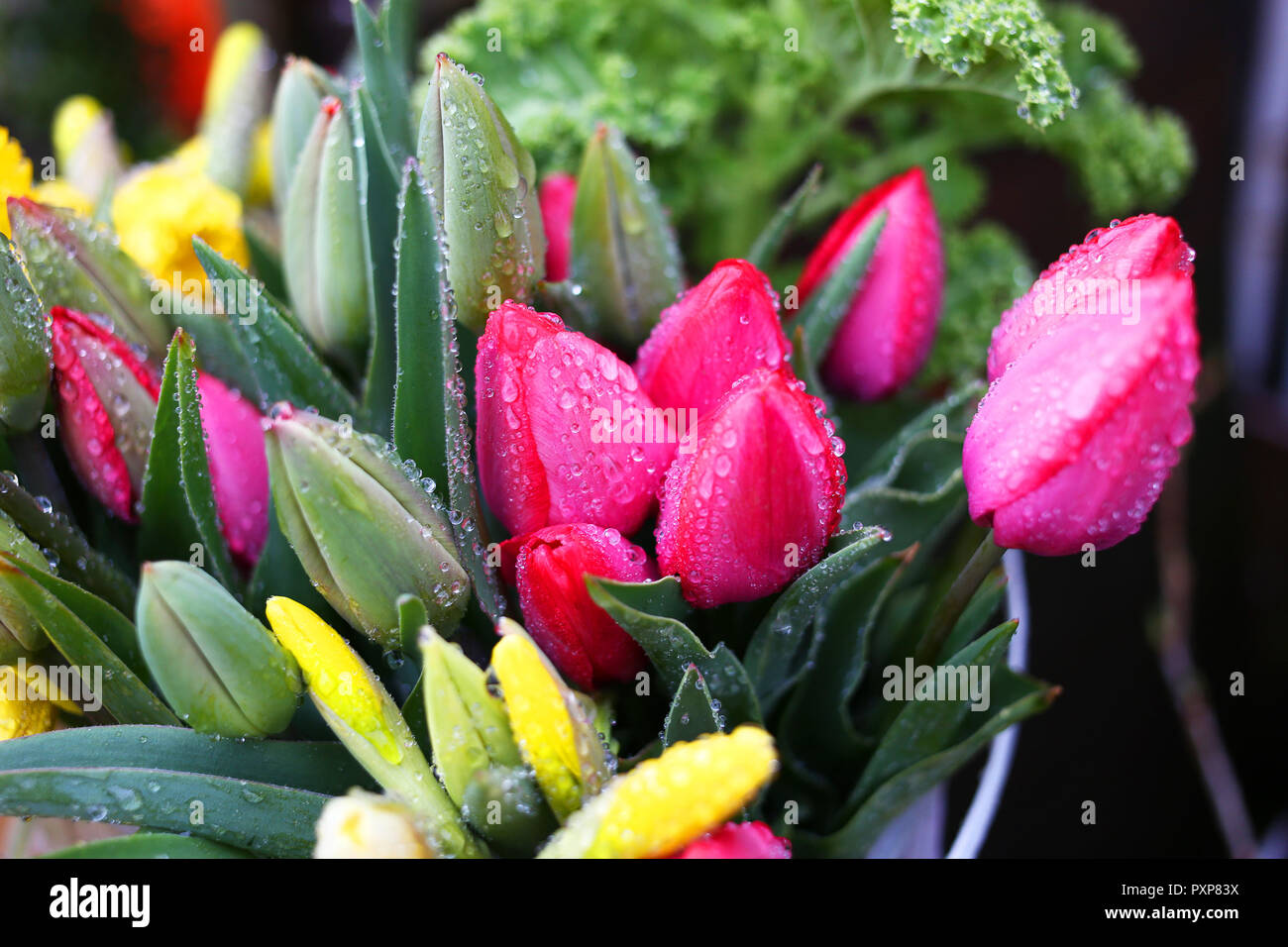 Freshly cut daffodils hi-res stock photography and images - Alamy