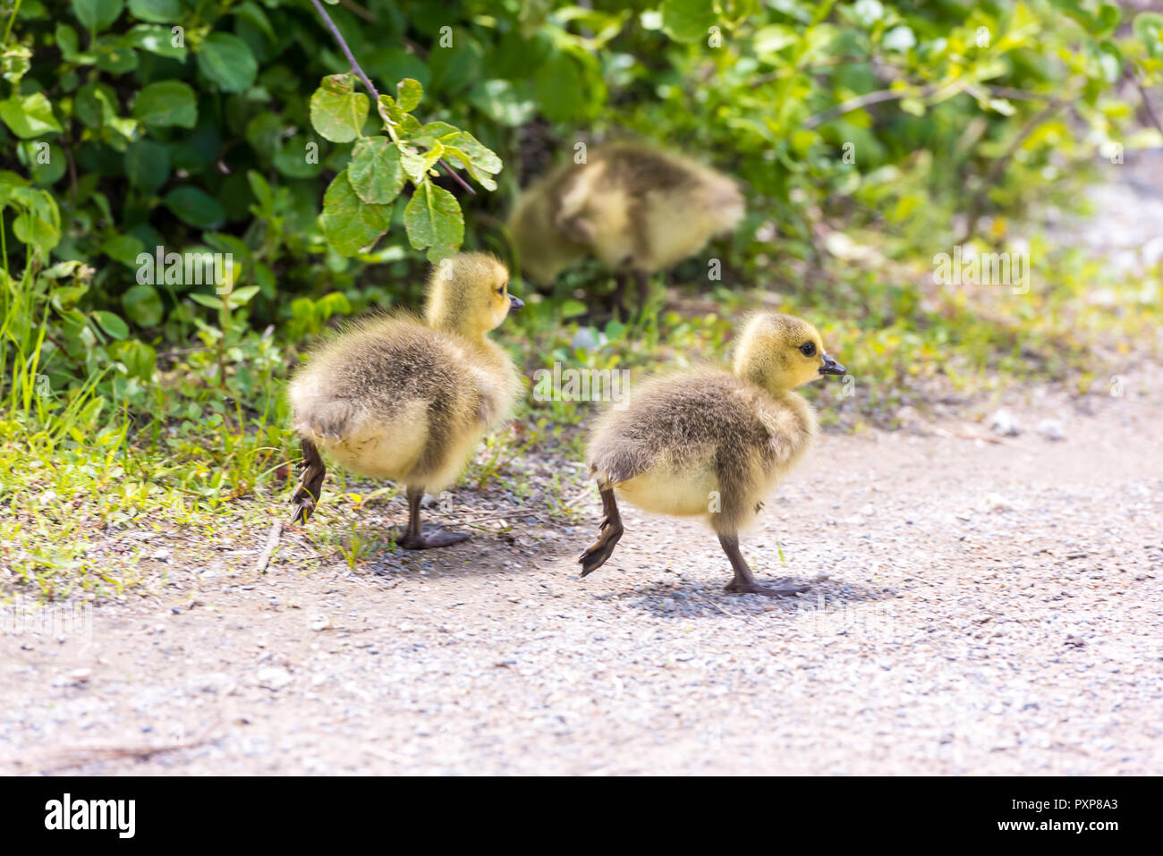 Precocious hi-res stock photography and images - Alamy