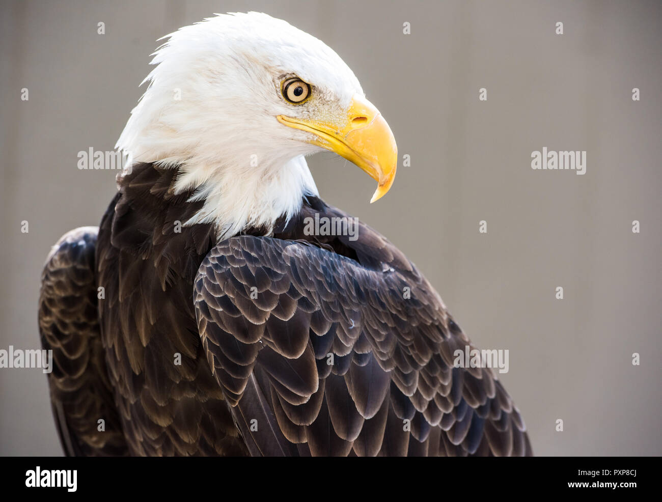 Closeup of a bald eagle Stock Photo - Alamy