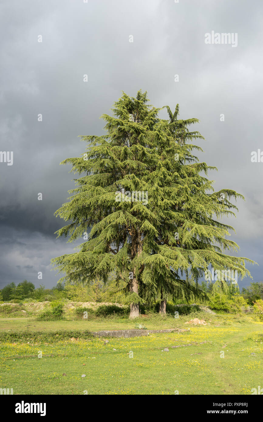 Vertical landscape with green field and beautiful tall fir-tree on dark ...