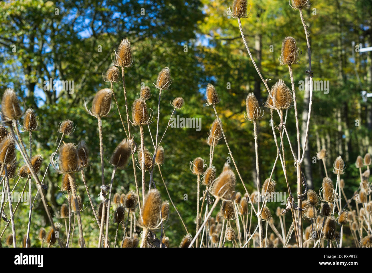 The Teasel plant (Dipsacus fullonum)in late October, England, UK Stock ...