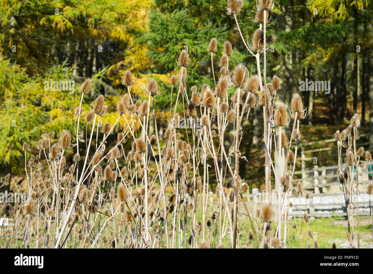 Teasel plant hi-res stock photography and images - Alamy