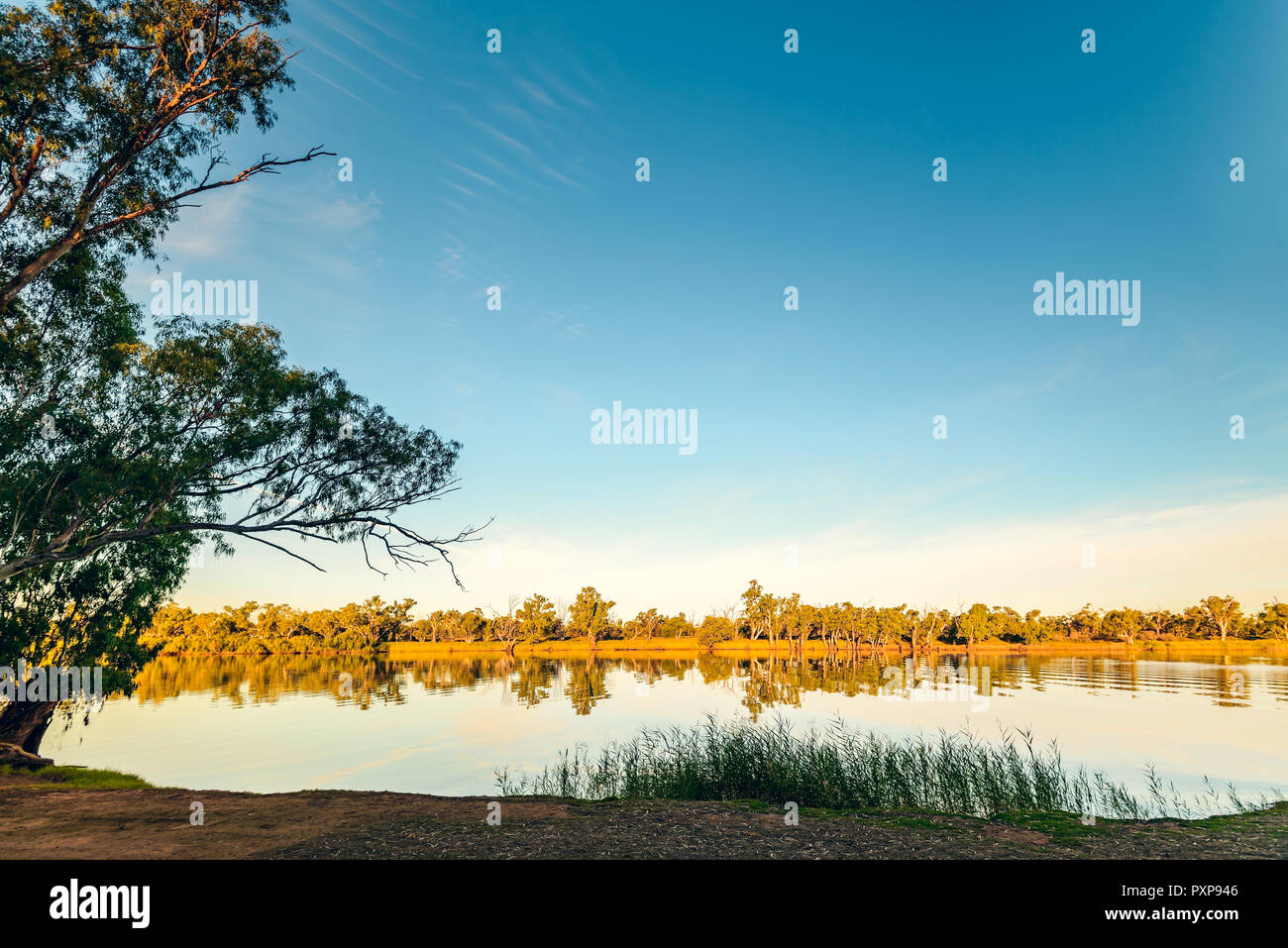 Gumtree australia hi-res stock photography and images - Alamy