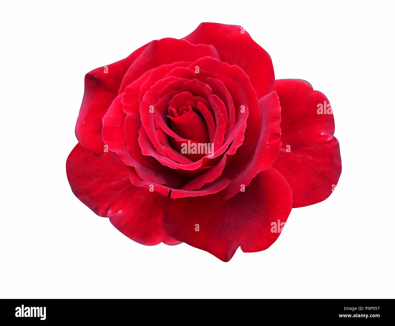 red rose flower isolate on white background Stock Photo - Alamy