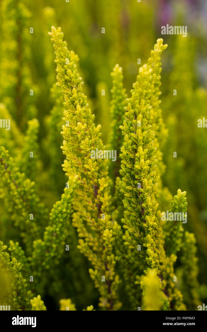 Calluna vulgaris 'Sidney' Skyline series Stock Photo - Alamy