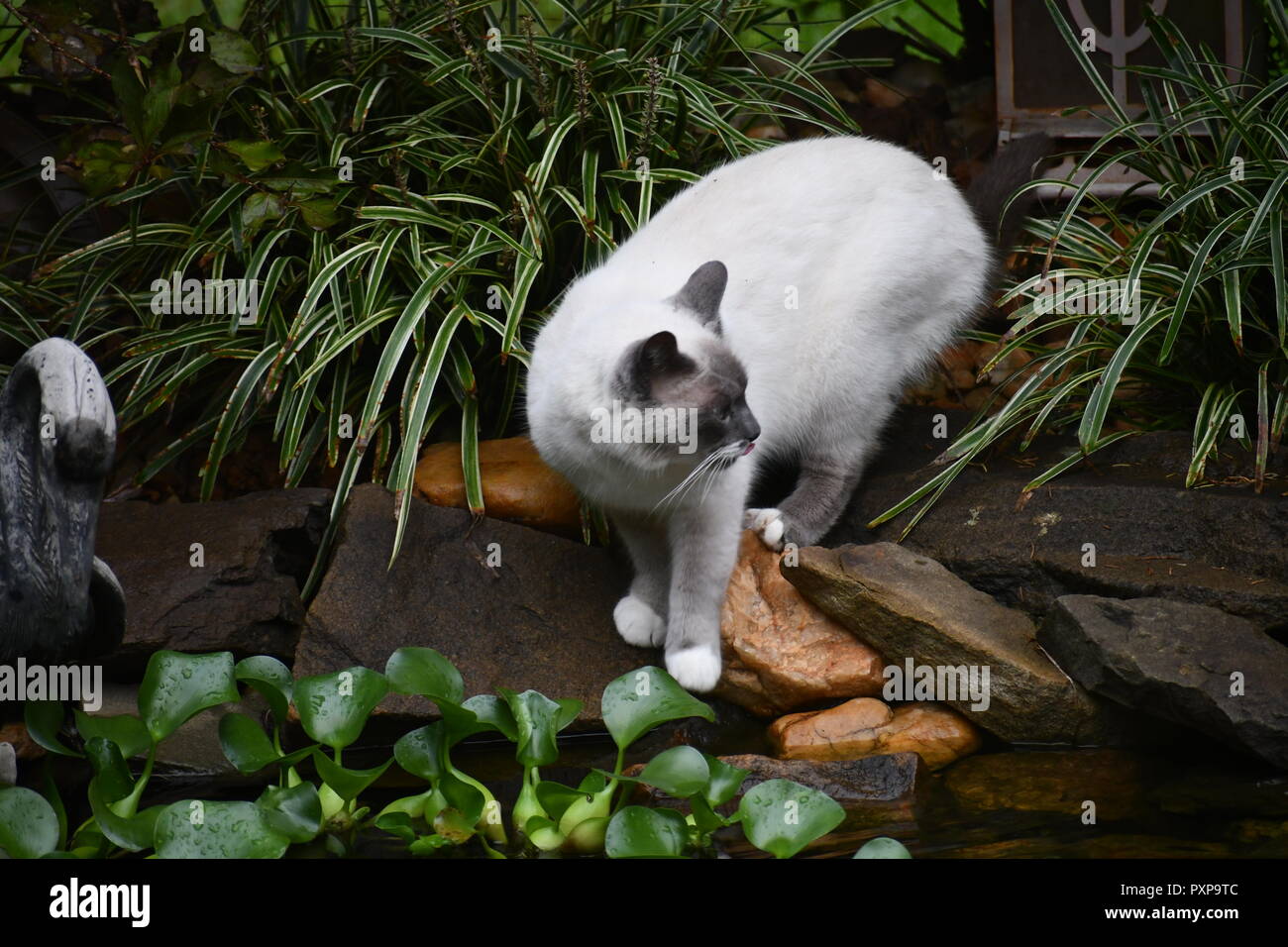 cat exploring by a pond Stock Photo - Alamy
