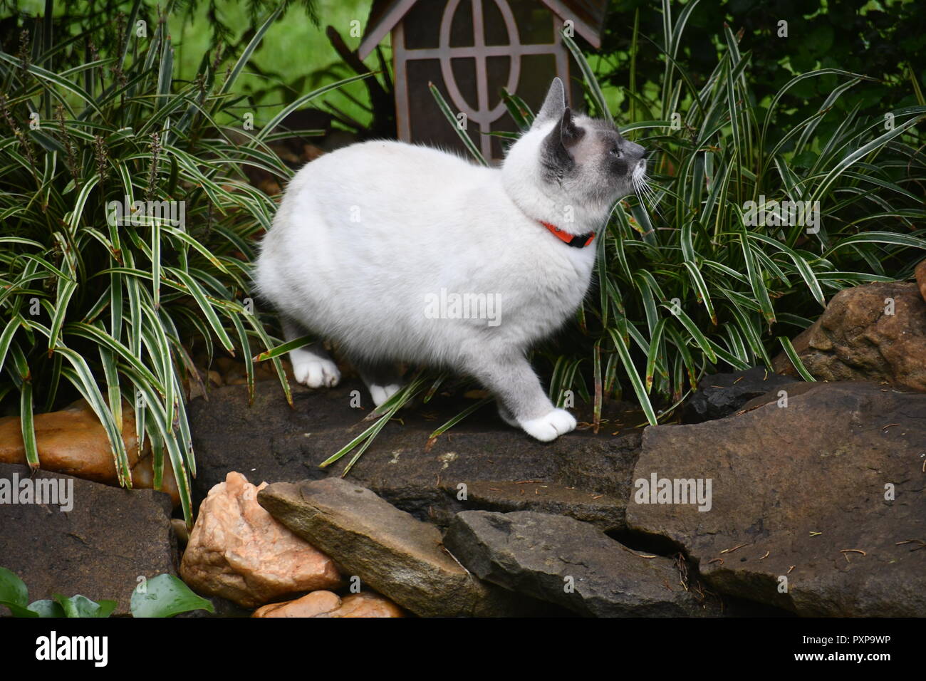 cat exploring by a pond Stock Photo - Alamy