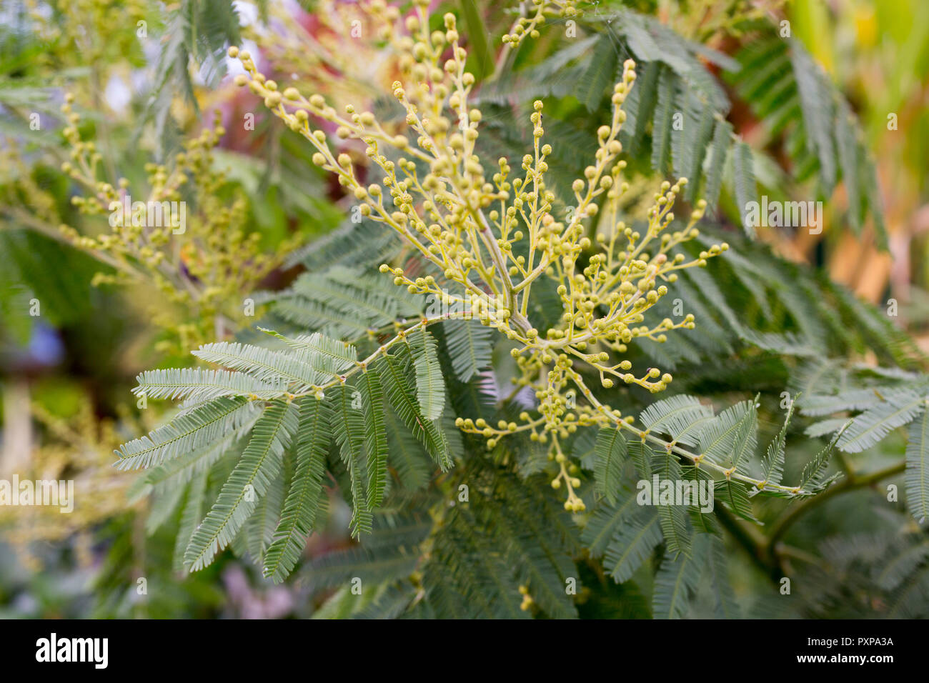 Acacia dealbata autumn hi-res stock photography and images - Alamy