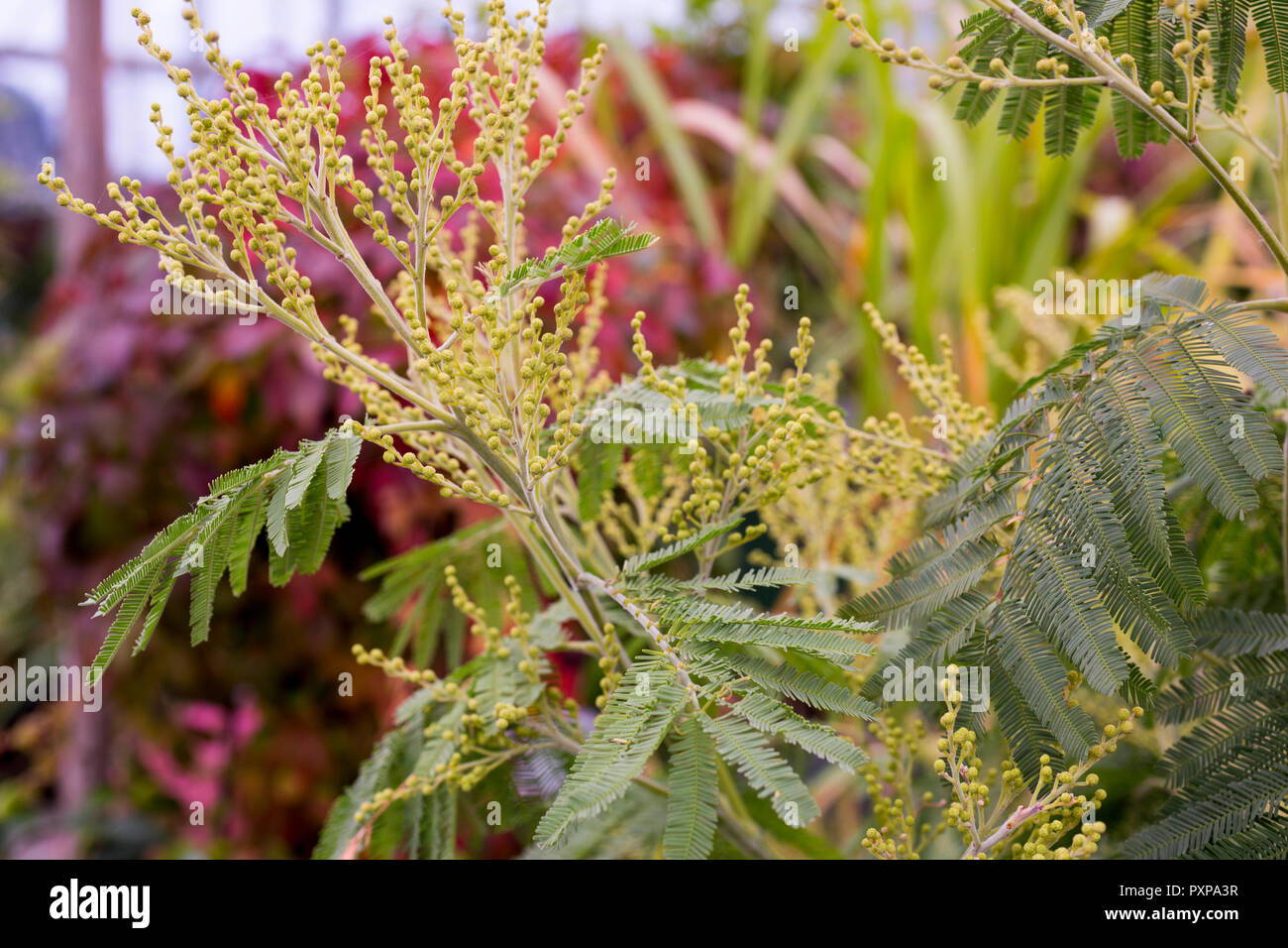 Acacia dealbata hi-res stock photography and images - Alamy