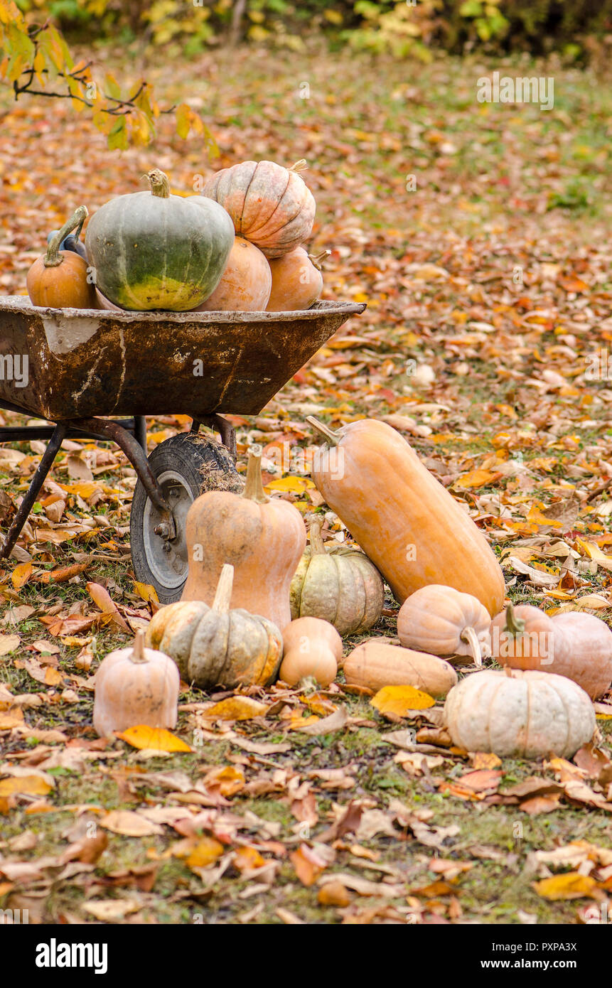 Large group of pumpkins hi-res stock photography and images - Alamy