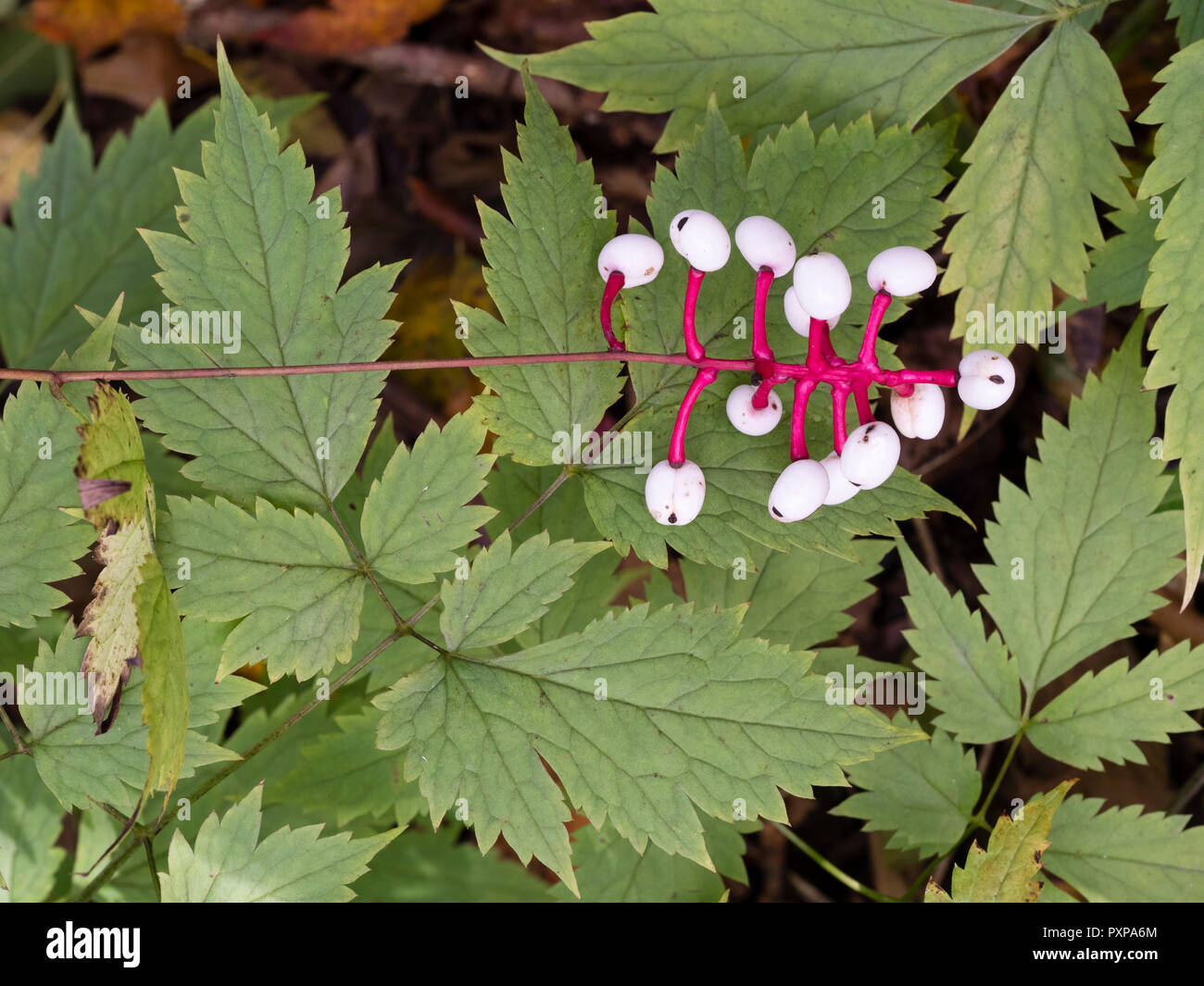 Autumn berries of the hardy perennial woodland white baneberry, Actaea ...