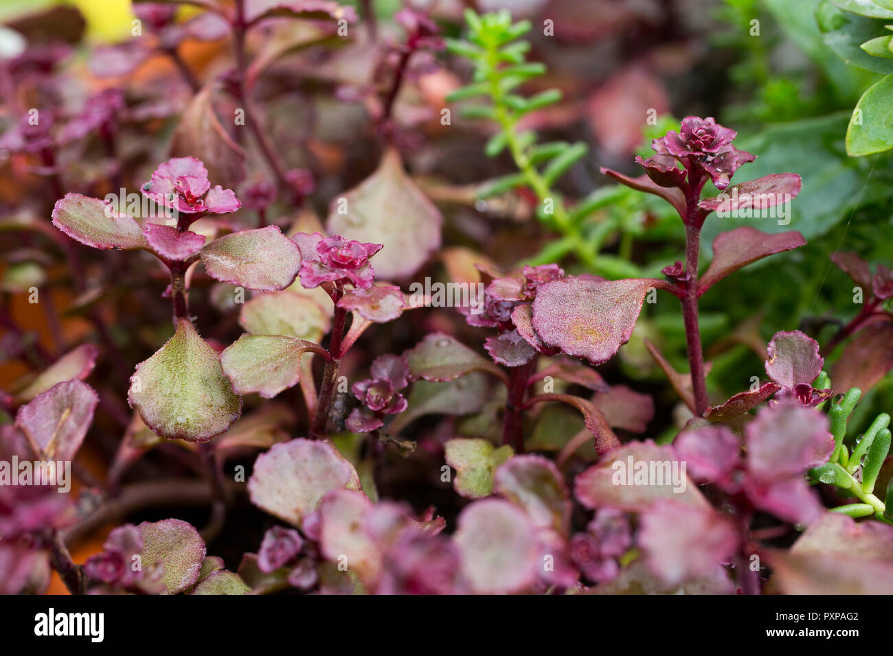 Sedum 'Lime Zinger' Sunsparkler series Stock Photo - Alamy