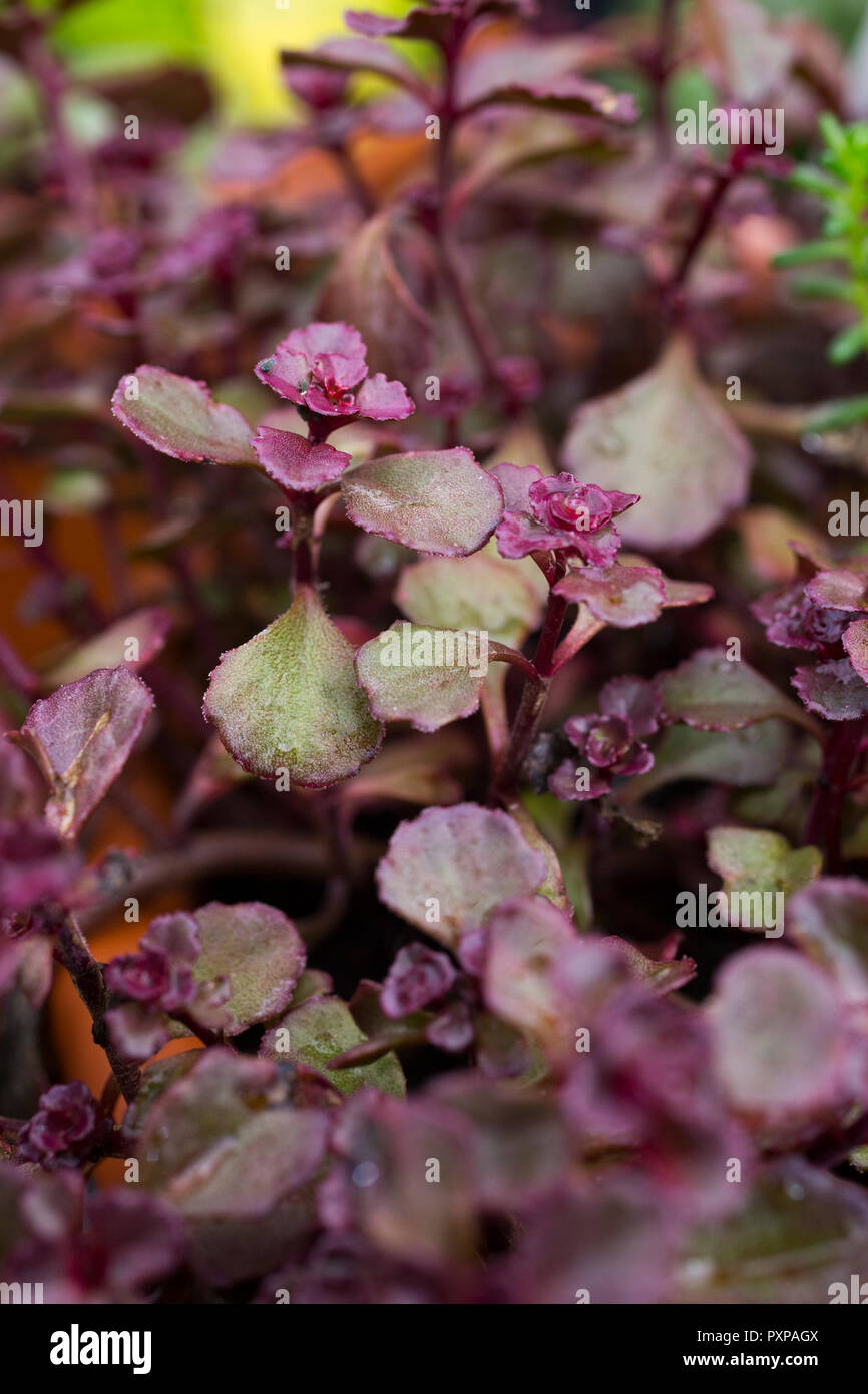 Sedum 'Lime Zinger' Sunsparkler series Stock Photo - Alamy