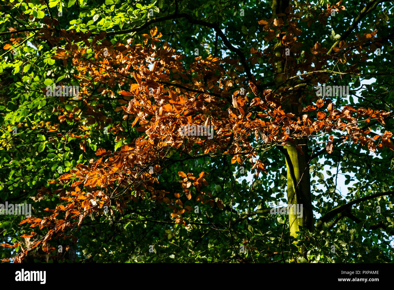 The leaves of a beech tree in autumn in sunlight Stock Photo - Alamy