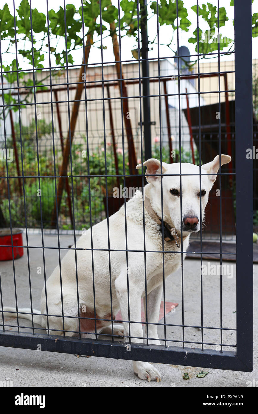 Working dog locked during daytime Stock Photo - Alamy