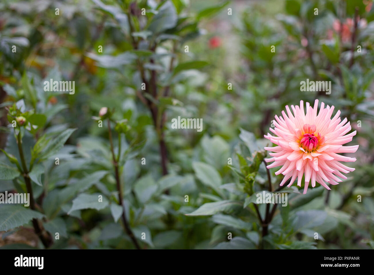 Pink dahlia first to bloom Stock Photo - Alamy