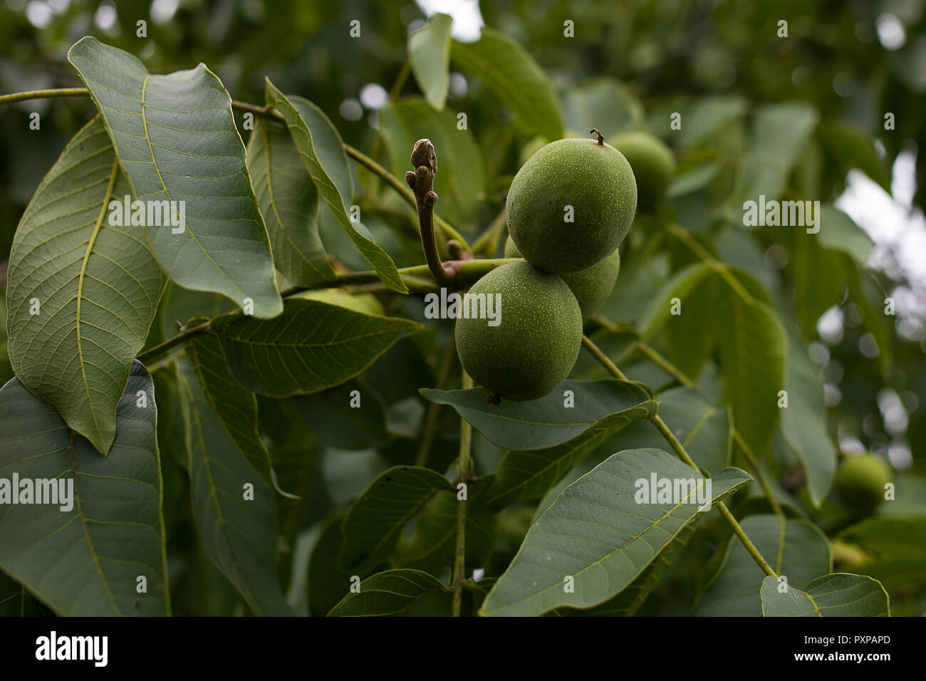 Walnut orchard harvest hi-res stock photography and images - Alamy