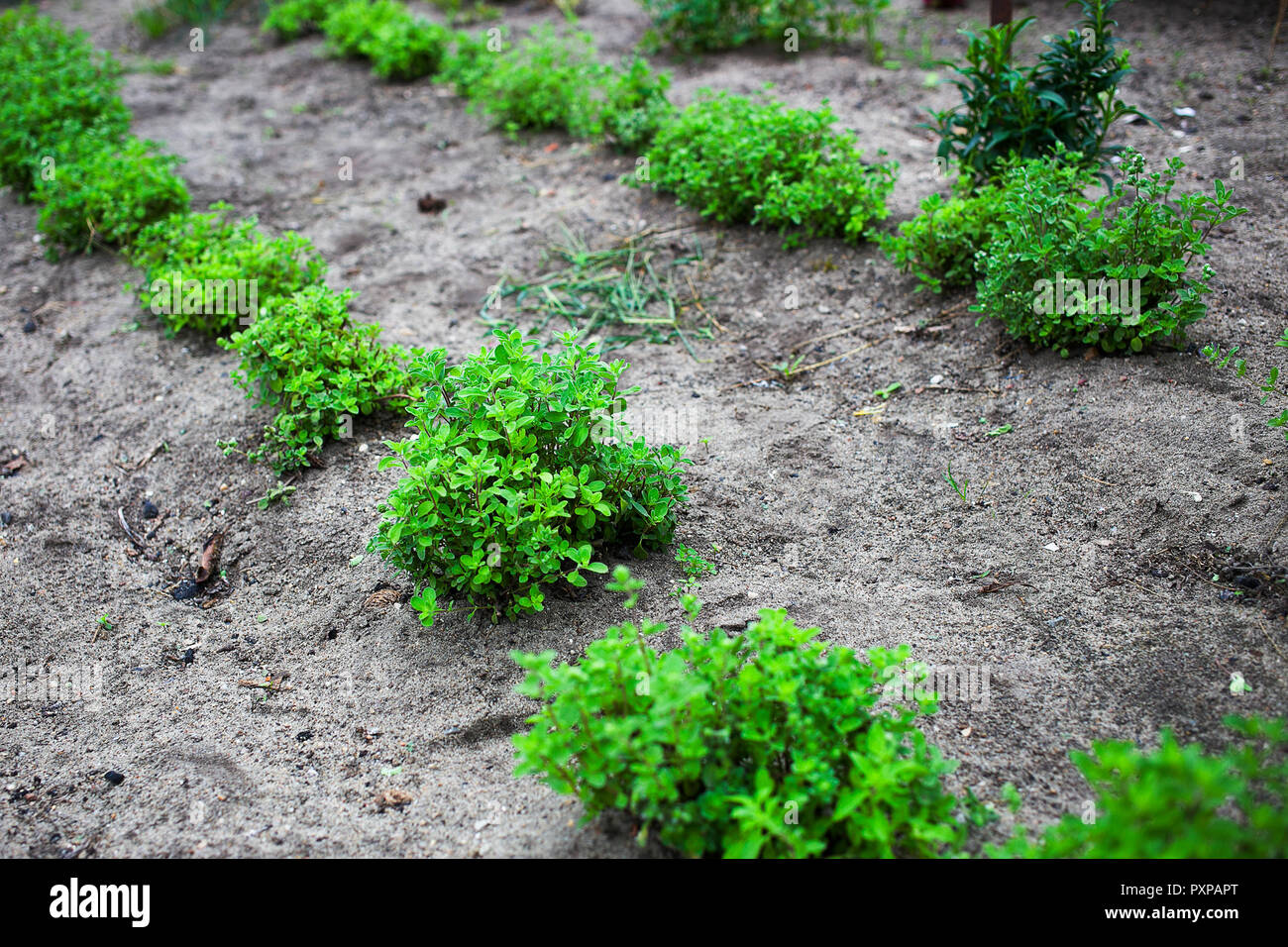 herb farm with rows of maturing marjoram Stock Photo - Alamy