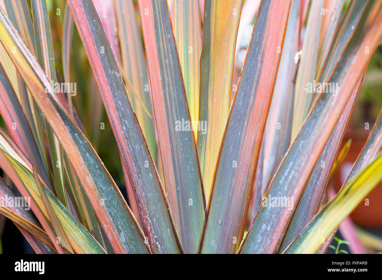 Phormium 'Pink Panther' Stock Photo - Alamy