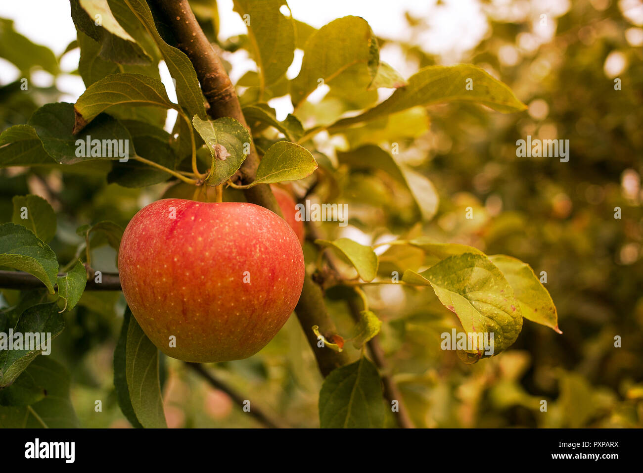 Harvesting time in apple orchard Stock Photo - Alamy