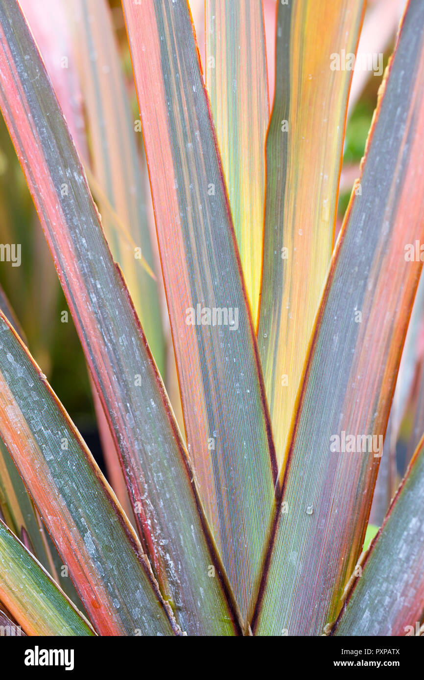 Phormium 'Pink Panther' Stock Photo - Alamy