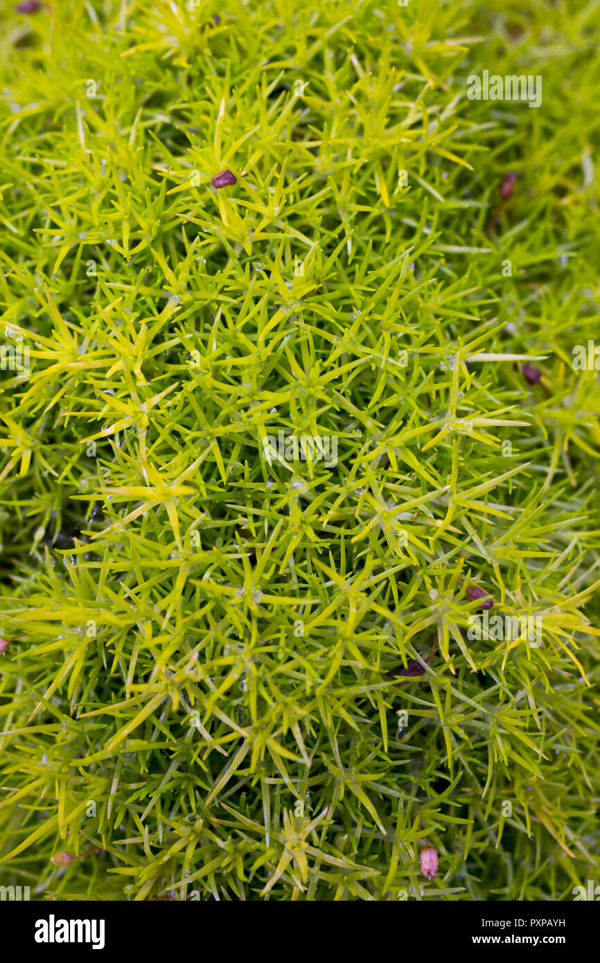 Match & Moss 'Lime Green' Stock Photo - Alamy