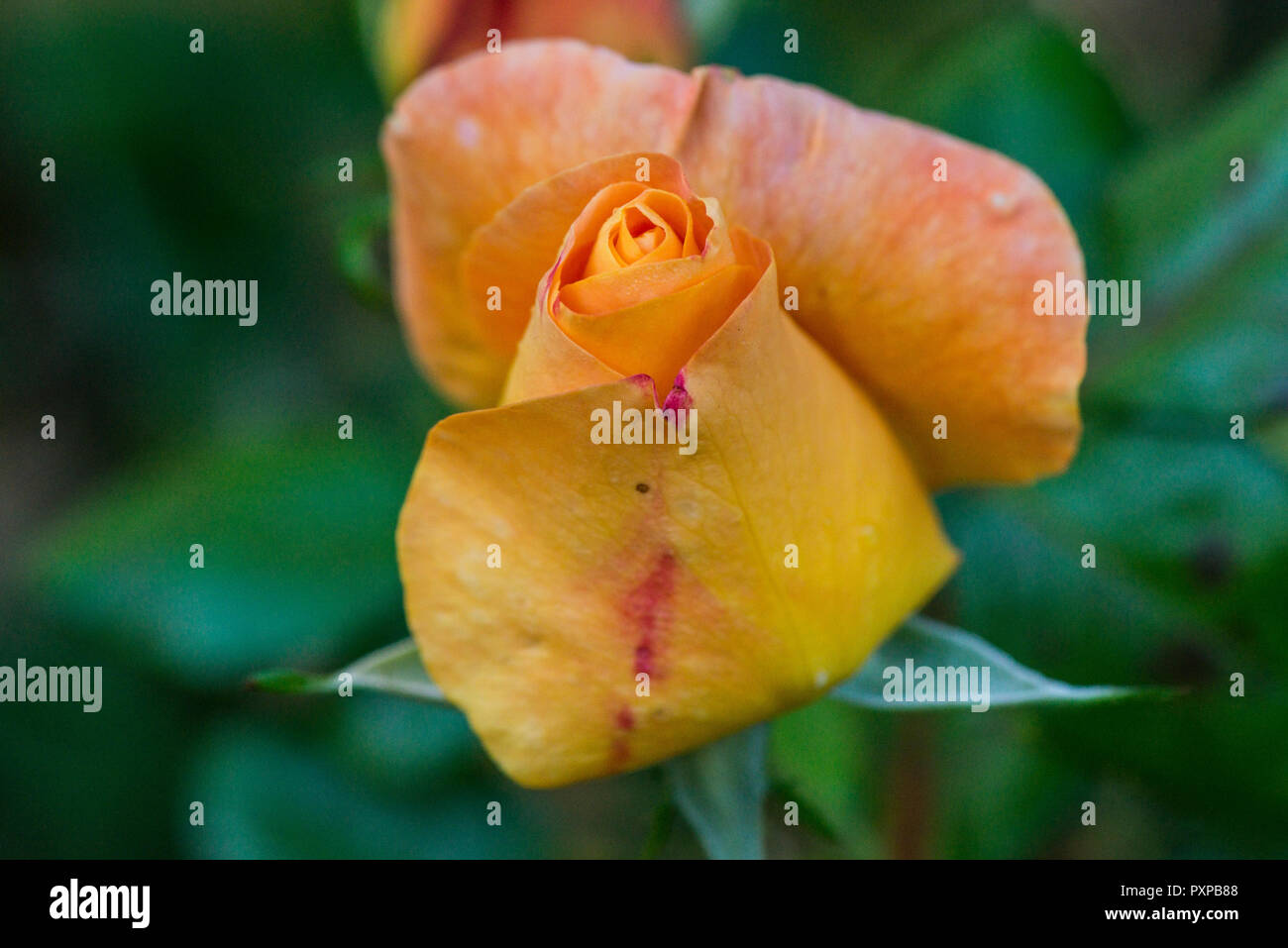 The flower of a rose 'Southampton' in bud Stock Photo - Alamy
