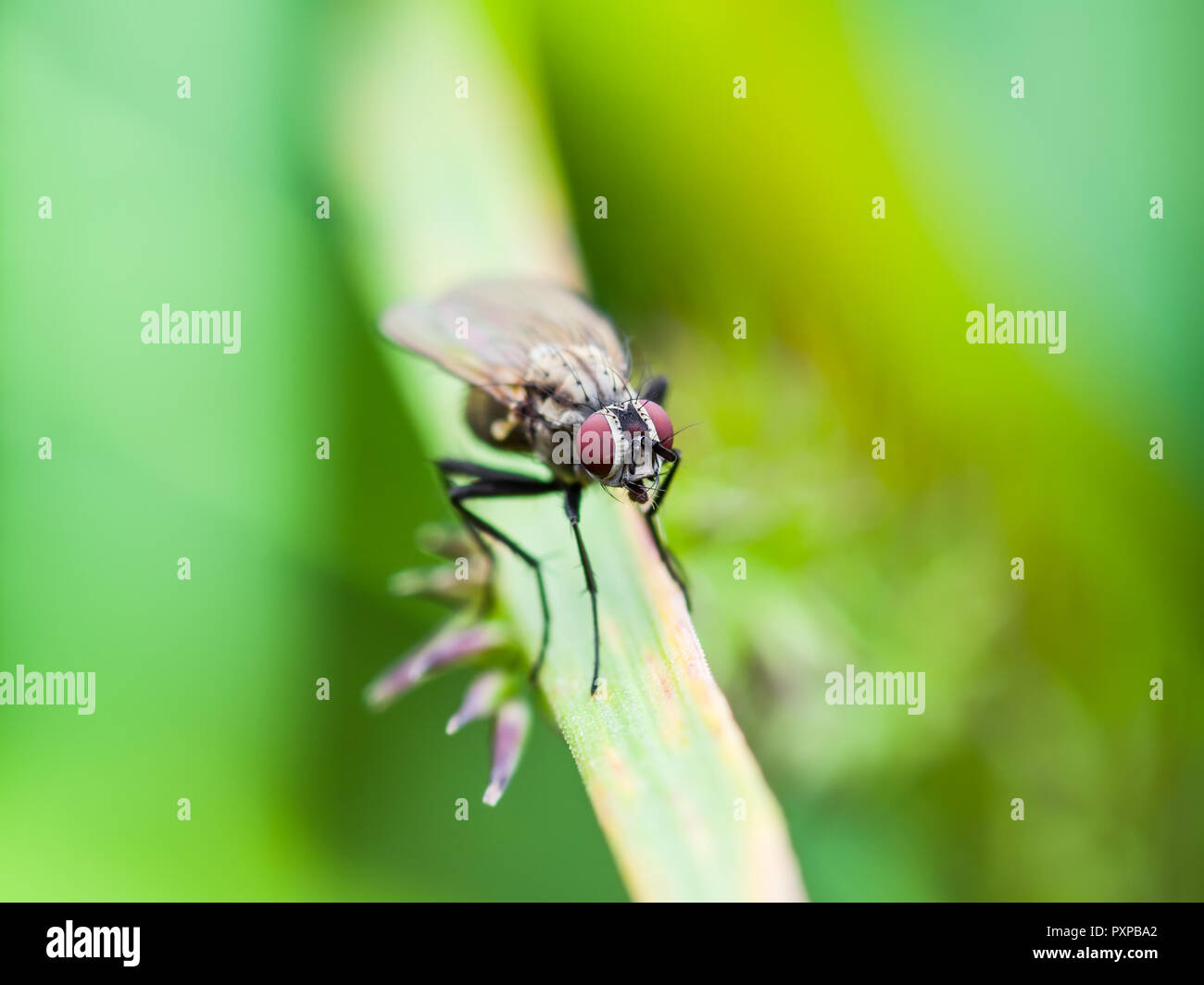 Exotic Drosophila Fruit Fly Diptera Insect on Green Grass Stock Photo ...