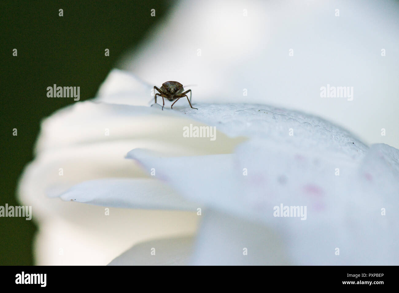 Climbing rose cultivar hi-res stock photography and images - Alamy