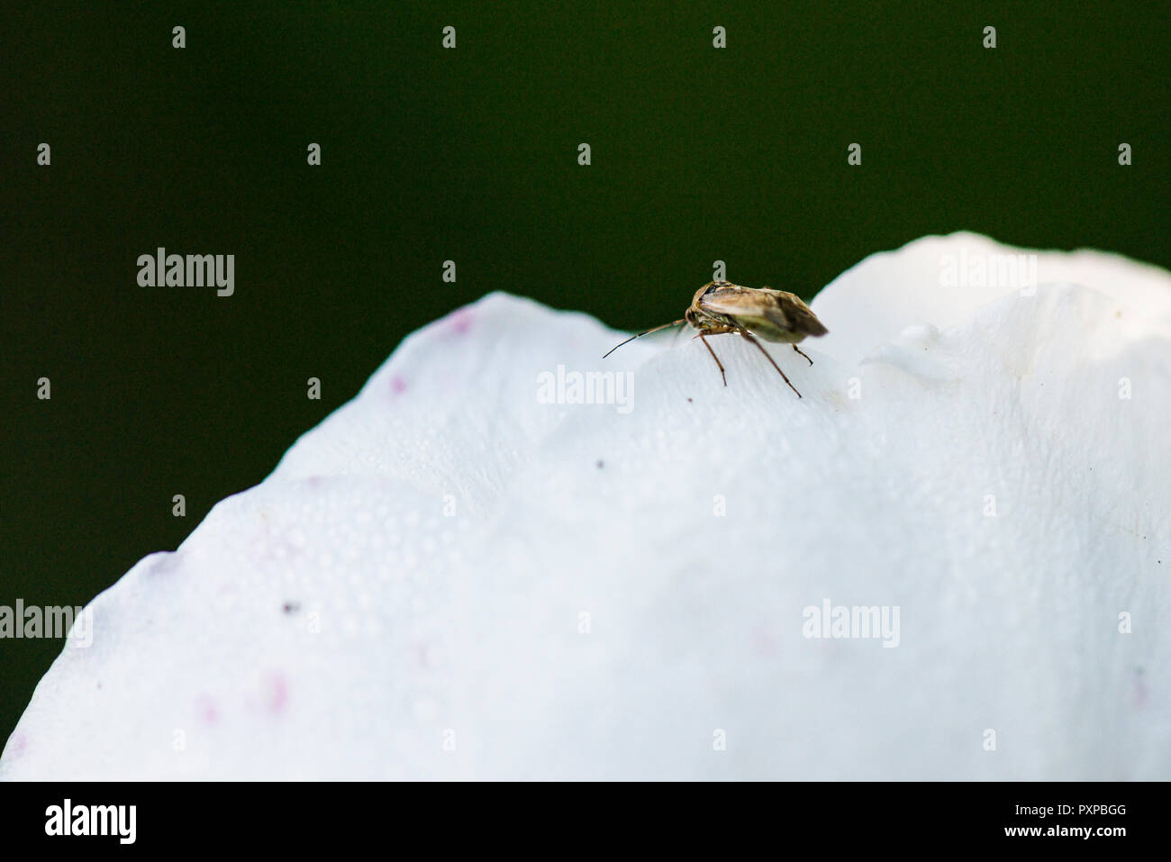 An insect on the petals of a rose 'Climbing Iceberg' Stock Photo - Alamy