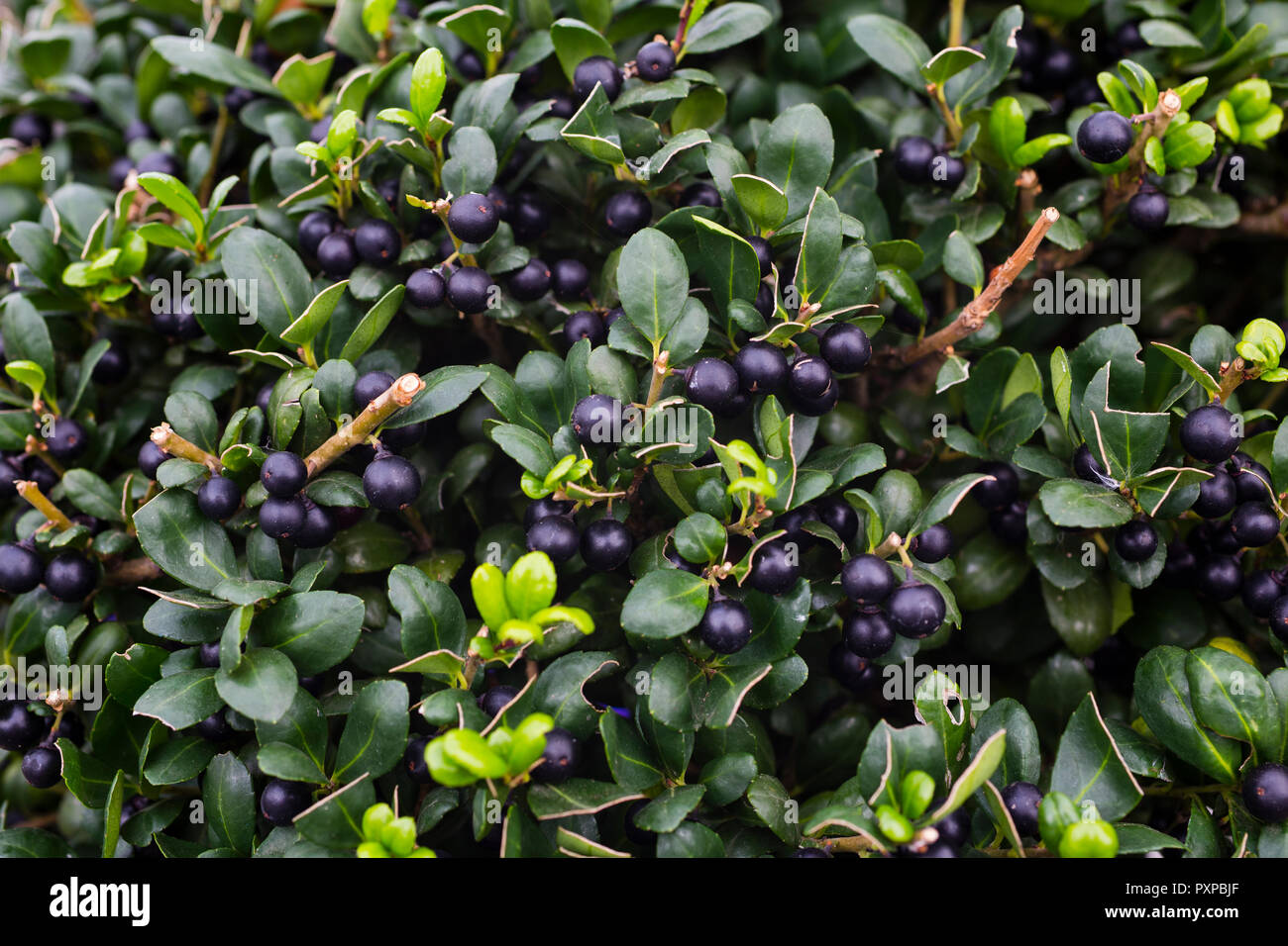 Ilex crenata 'Convexa' Stock Photo - Alamy