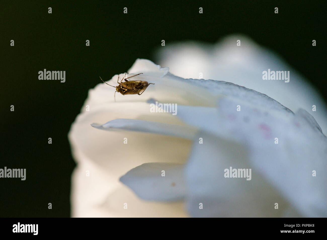 Rosa iceberg climbing hi-res stock photography and images - Alamy