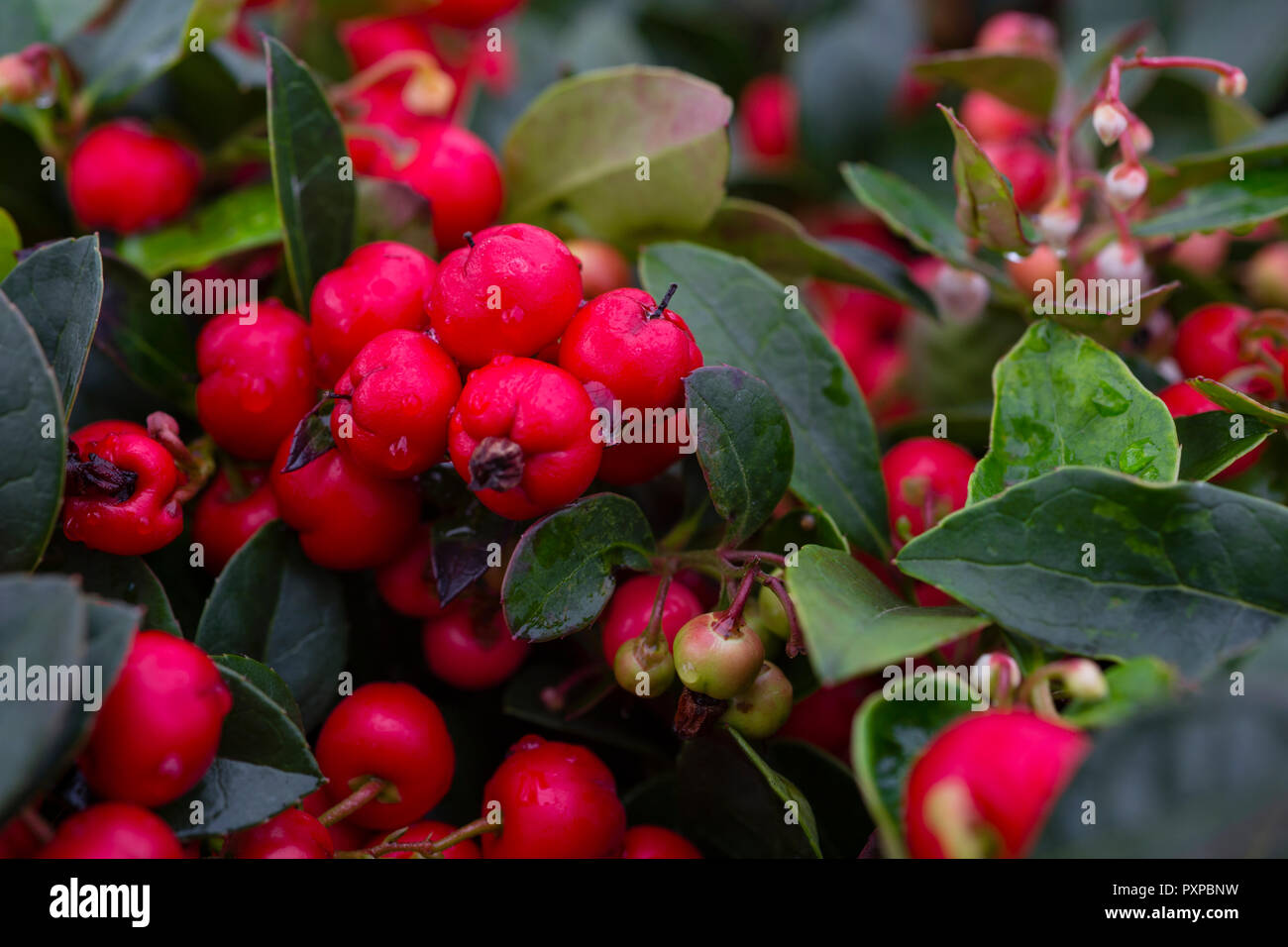 Checkerberry ‘big berry’ hi-res stock photography and images - Alamy