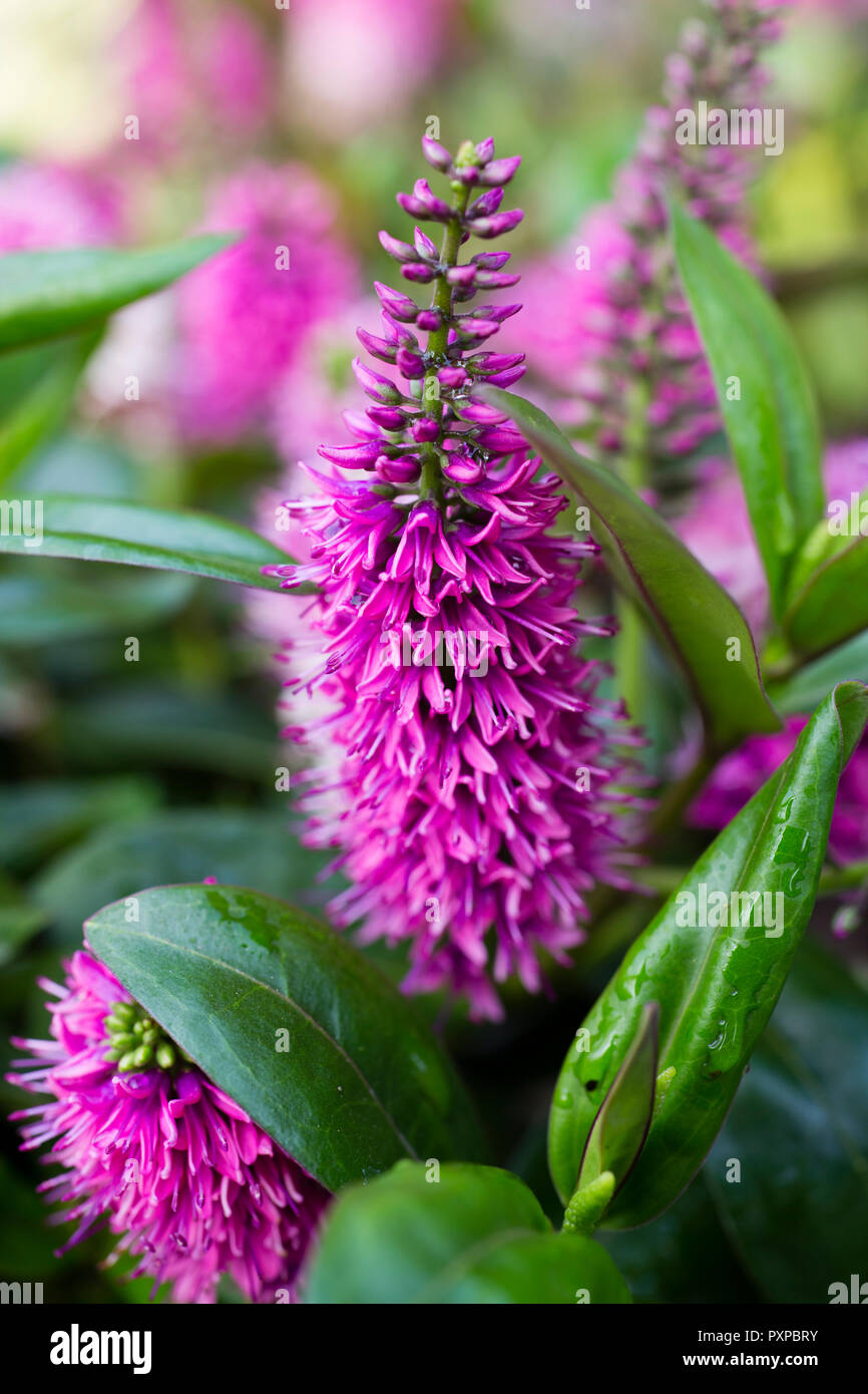 Hebe 'Donna' Addenda collection Stock Photo - Alamy