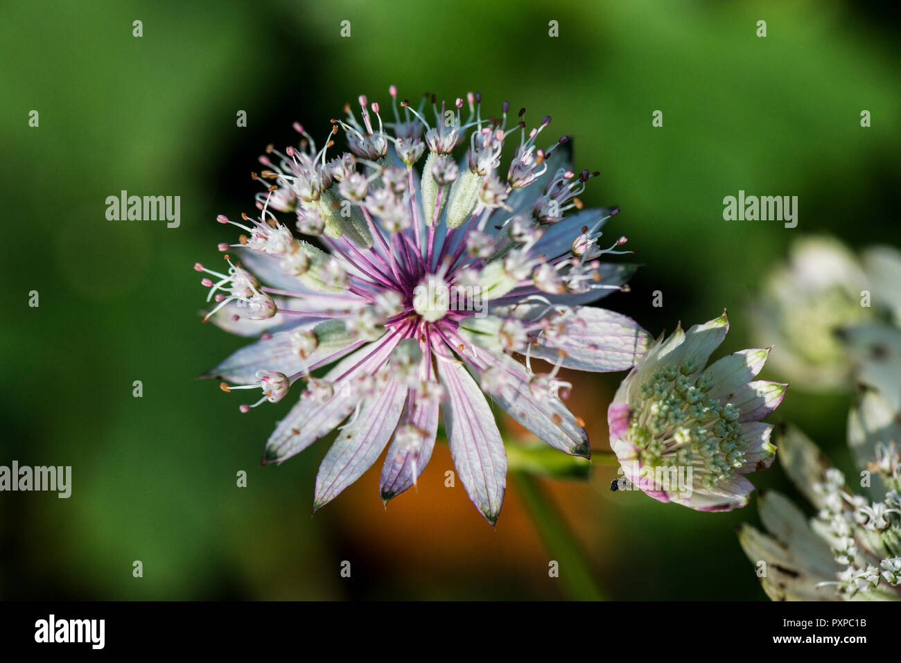 Greater Masterwort Astrantia Major High Resolution Stock Photography ...