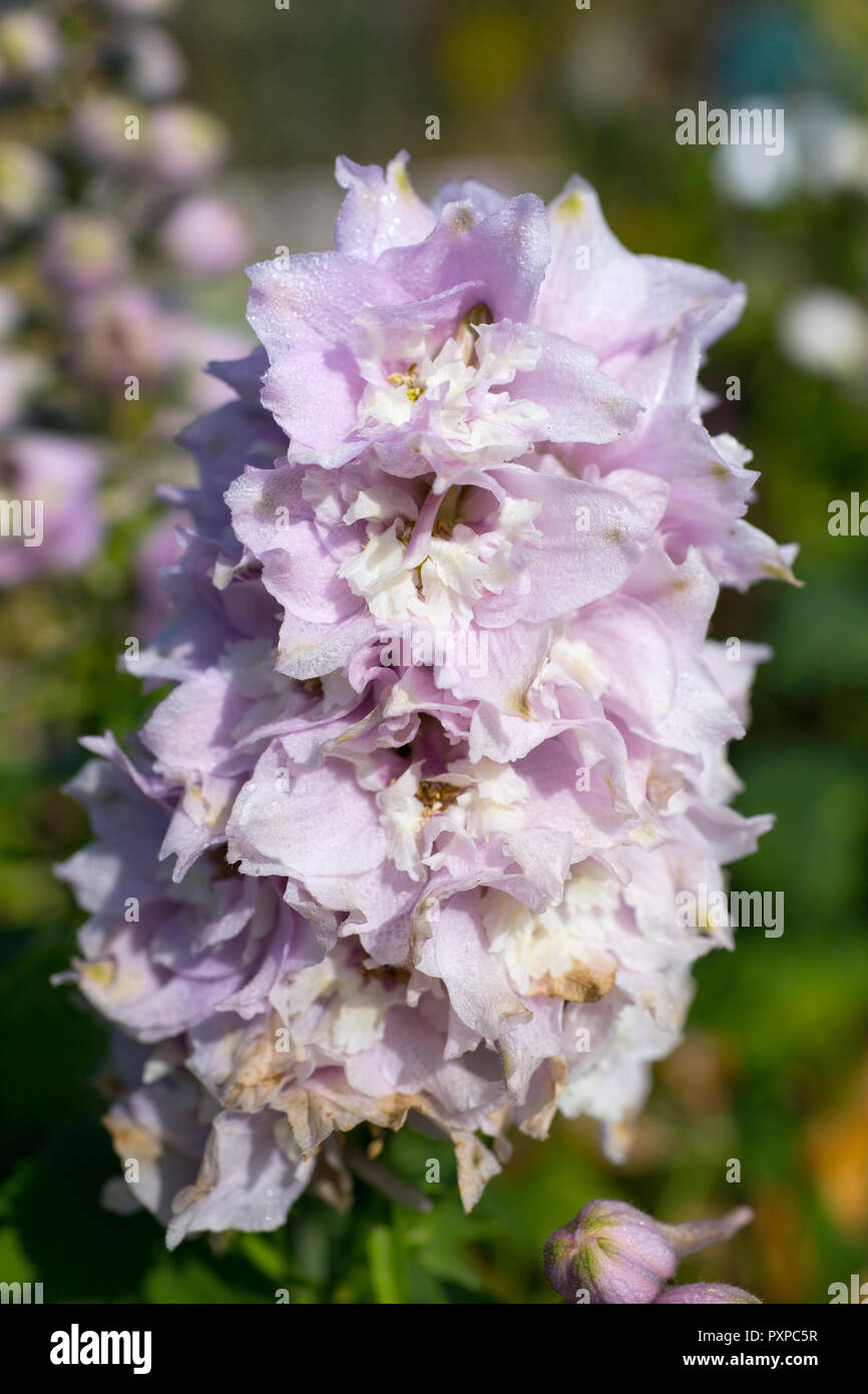 Magic fountains series hi-res stock photography and images - Alamy