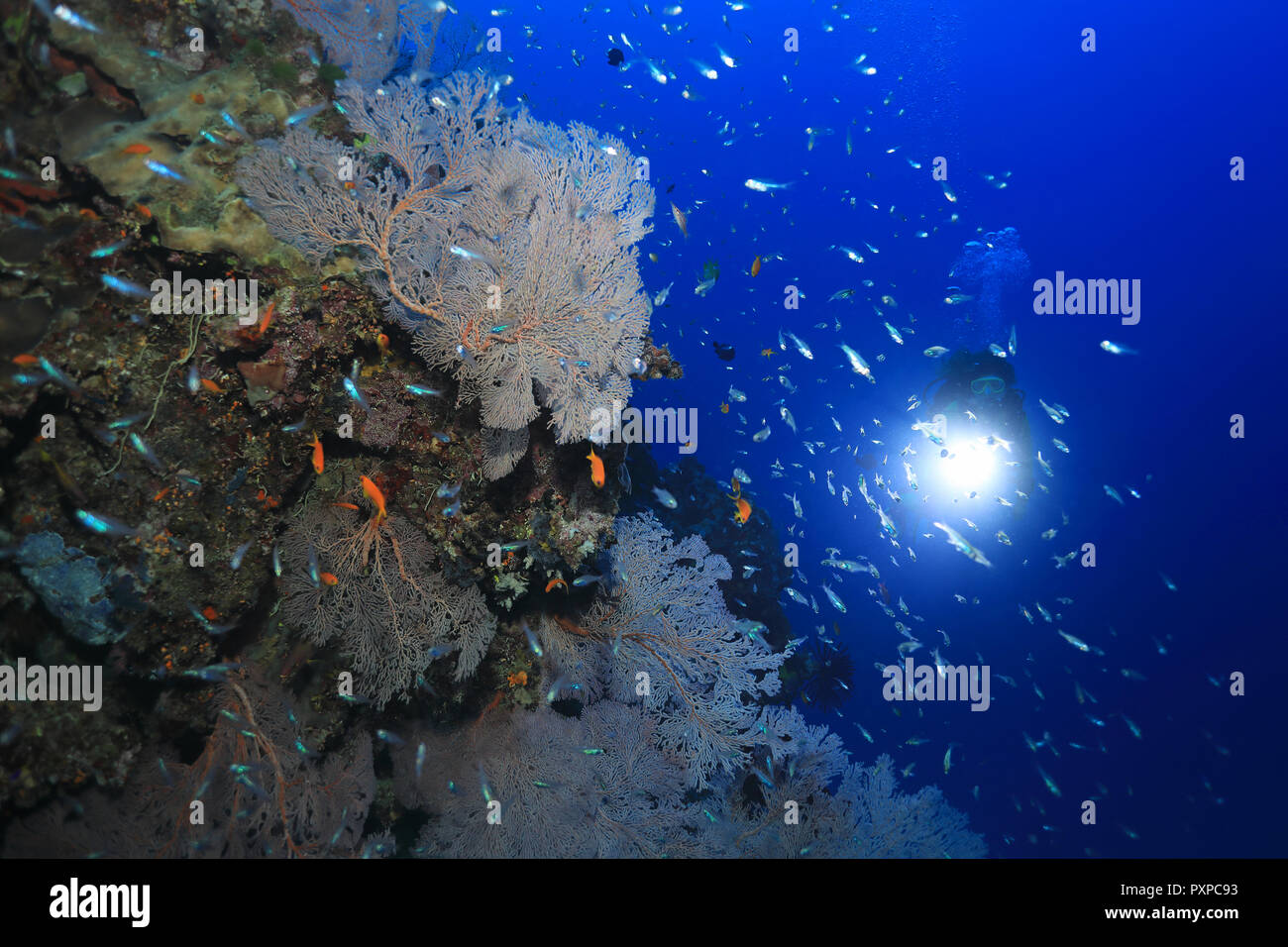 Beautiful Corals and small fish underwater in the Great Barrier Reef of ...