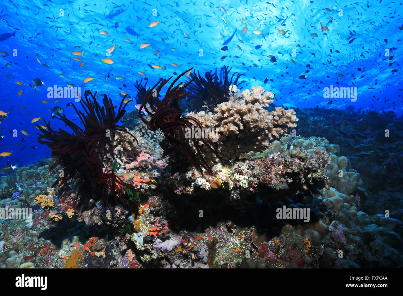 Beautiful Corals and small fish underwater in the Great Barrier Reef of ...