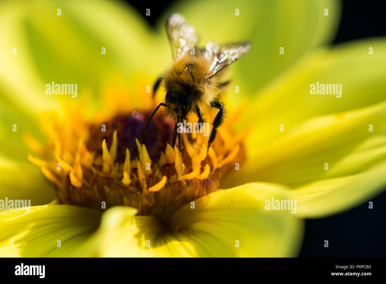 A bumblebee on a dahlia 'Knockout' Stock Photo - Alamy