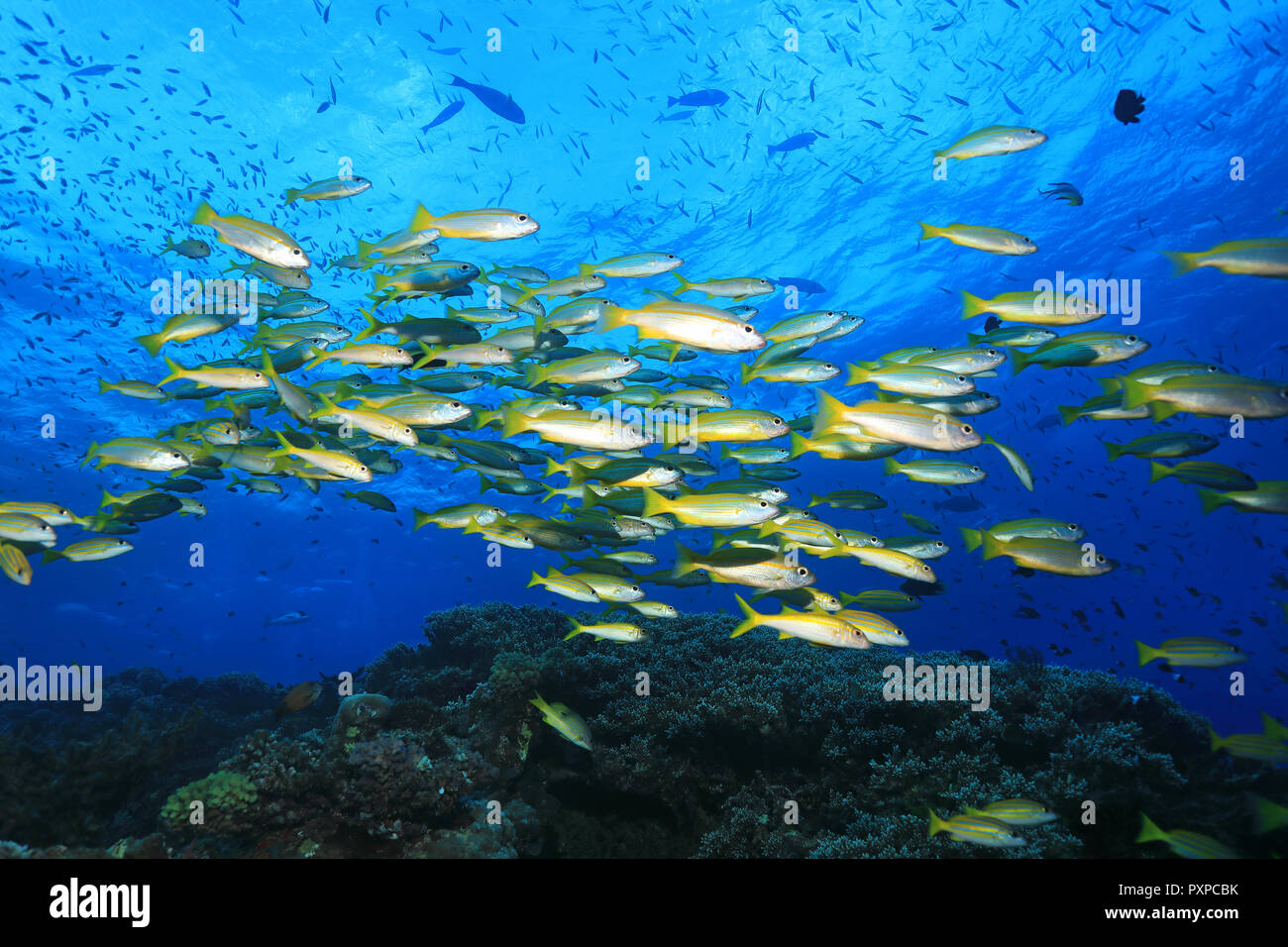 Great barrier reef fish colorful hi-res stock photography and images ...