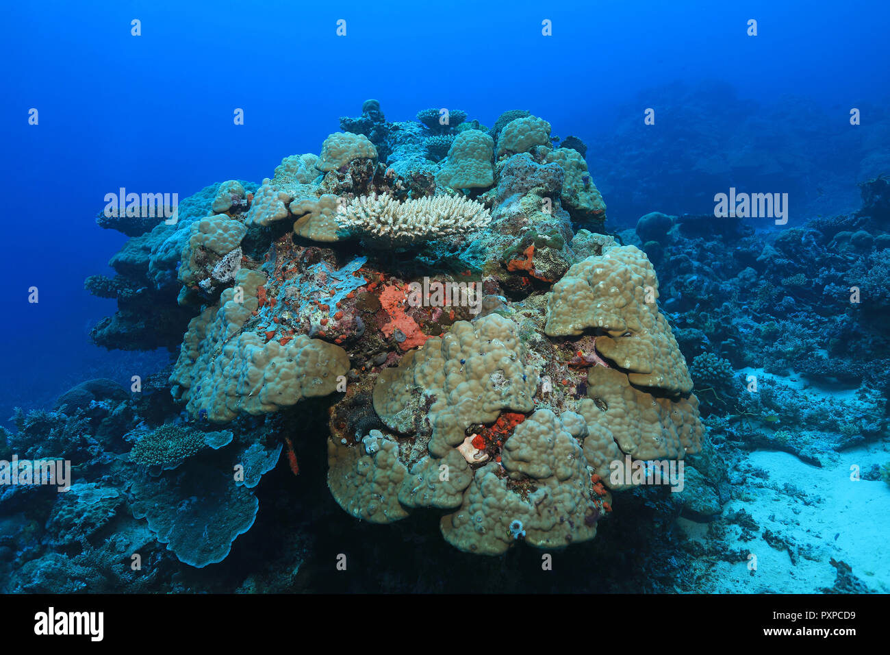 Beautiful Corals underwater in the Great Barrier Reef of Australia ...