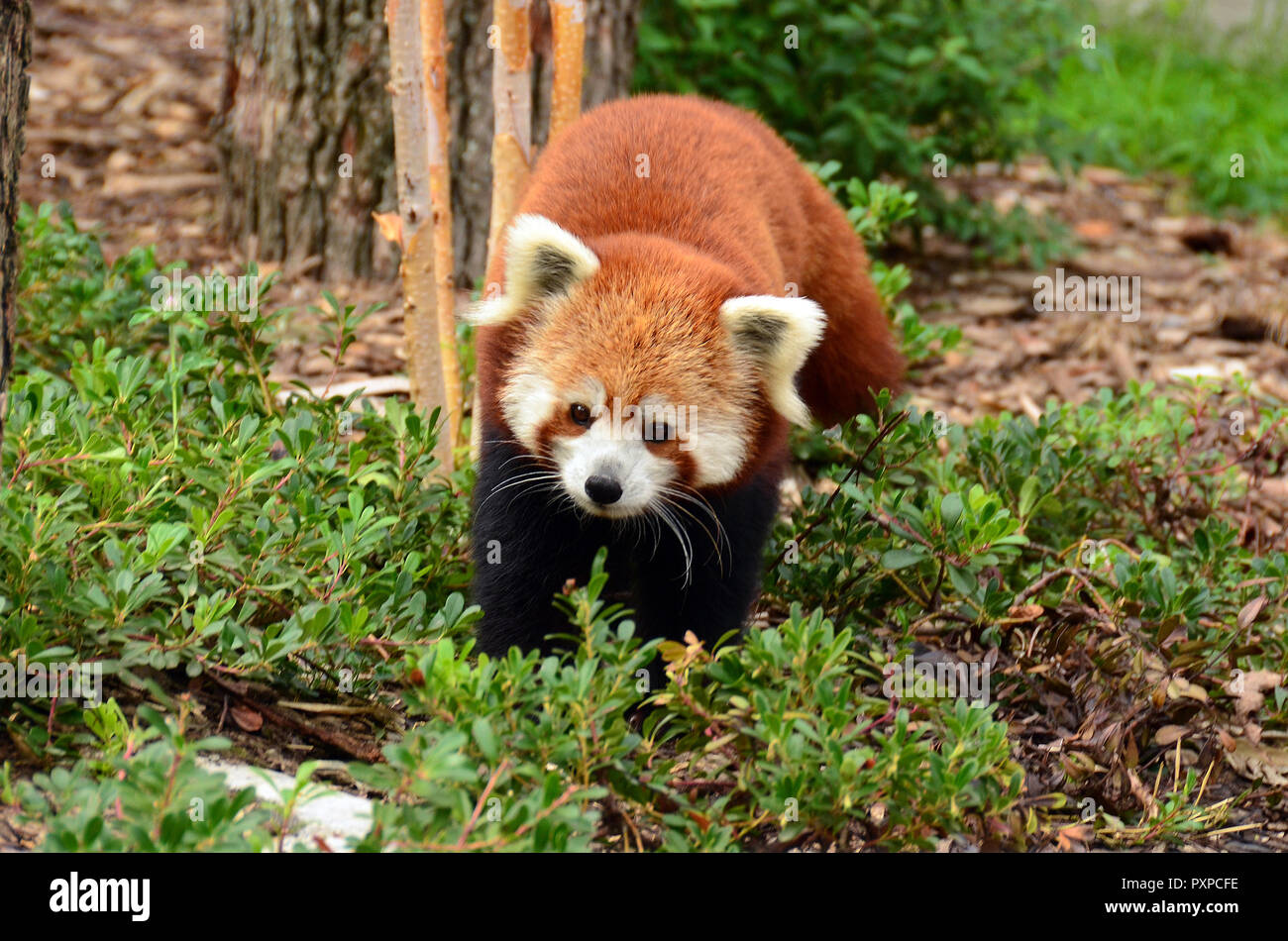 Red Panda, Lesser Panda in zoo Stock Photo - Alamy