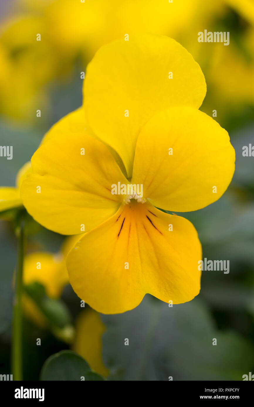 Viola 'Trailing Golden Yellow' Stock Photo - Alamy