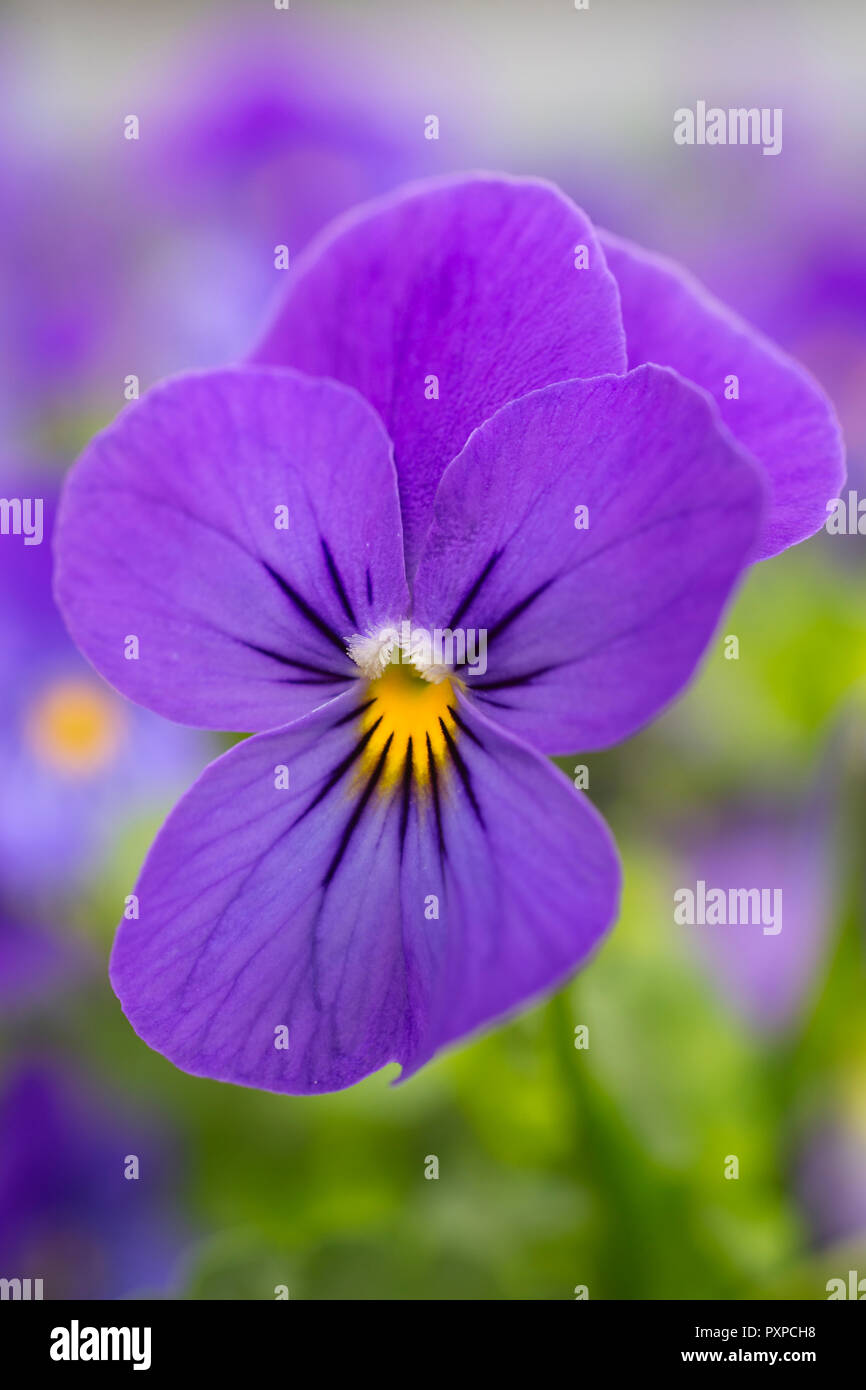 Viola 'Trailing Blue' Stock Photo - Alamy