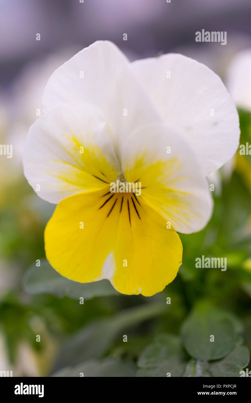 Viola 'Trailing Cream Yellow Lip' Stock Photo - Alamy